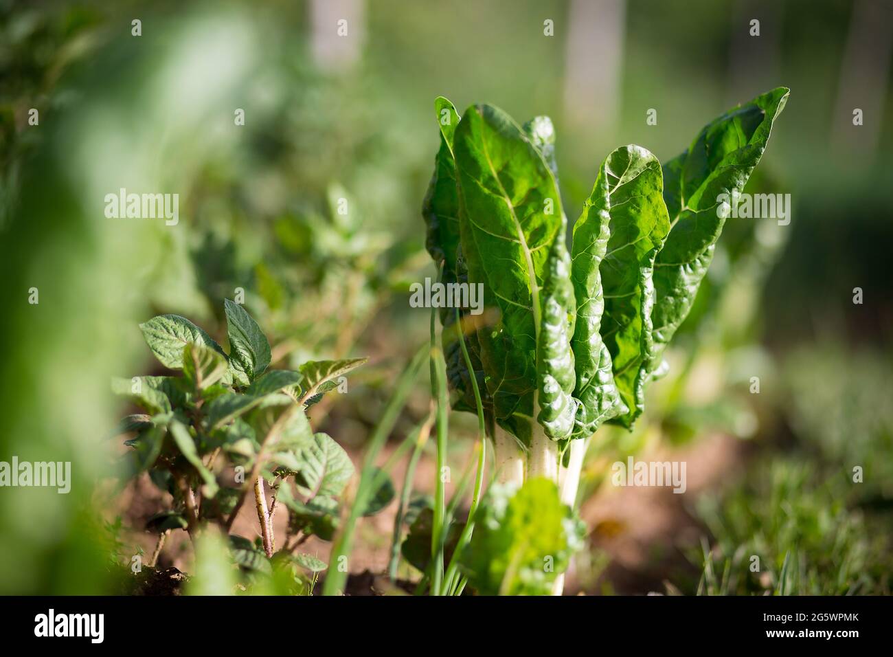 Green chard leaf hi-res stock photography and images - Alamy