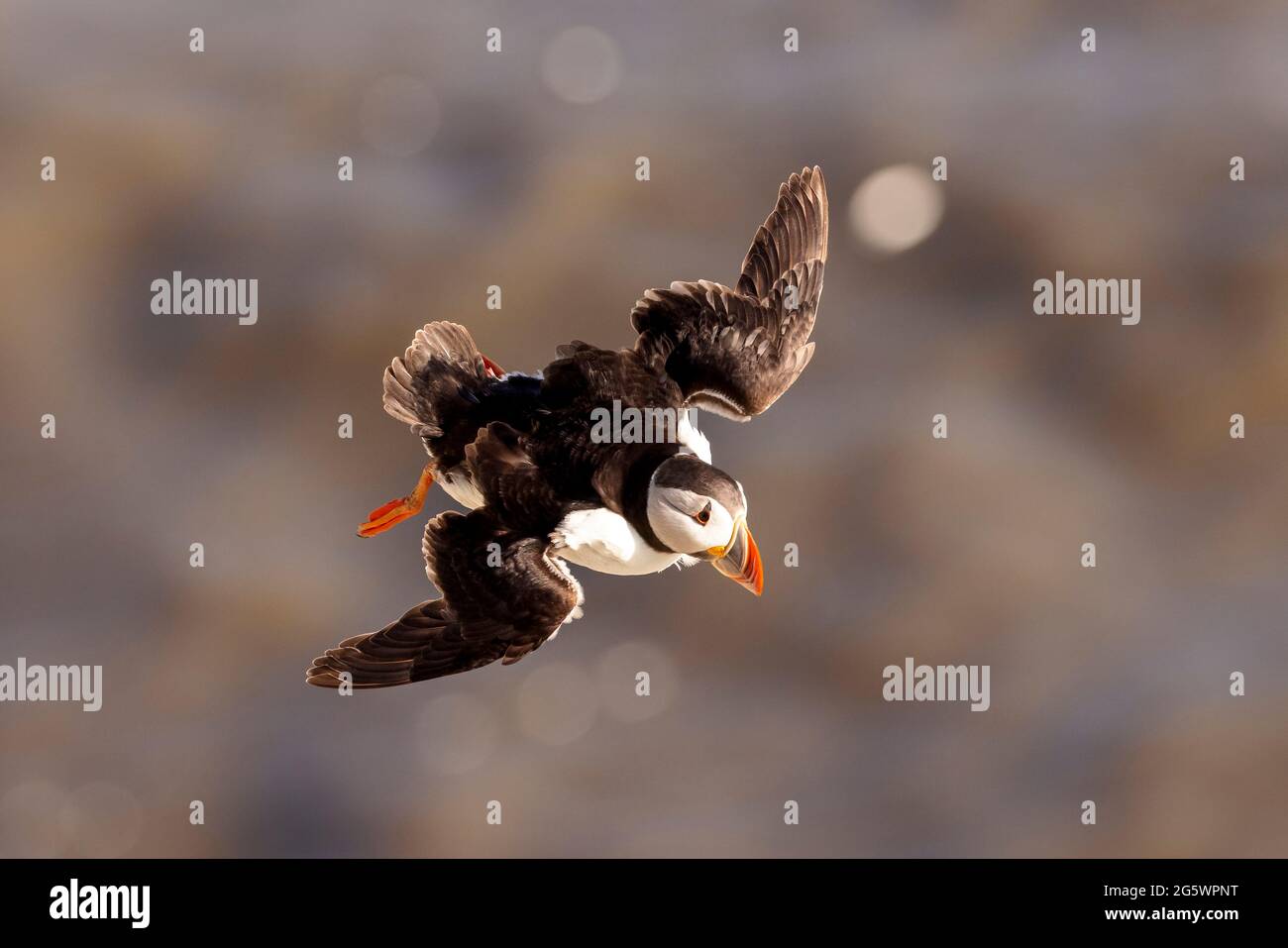 Gregarious bird species hi-res stock photography and images - Alamy