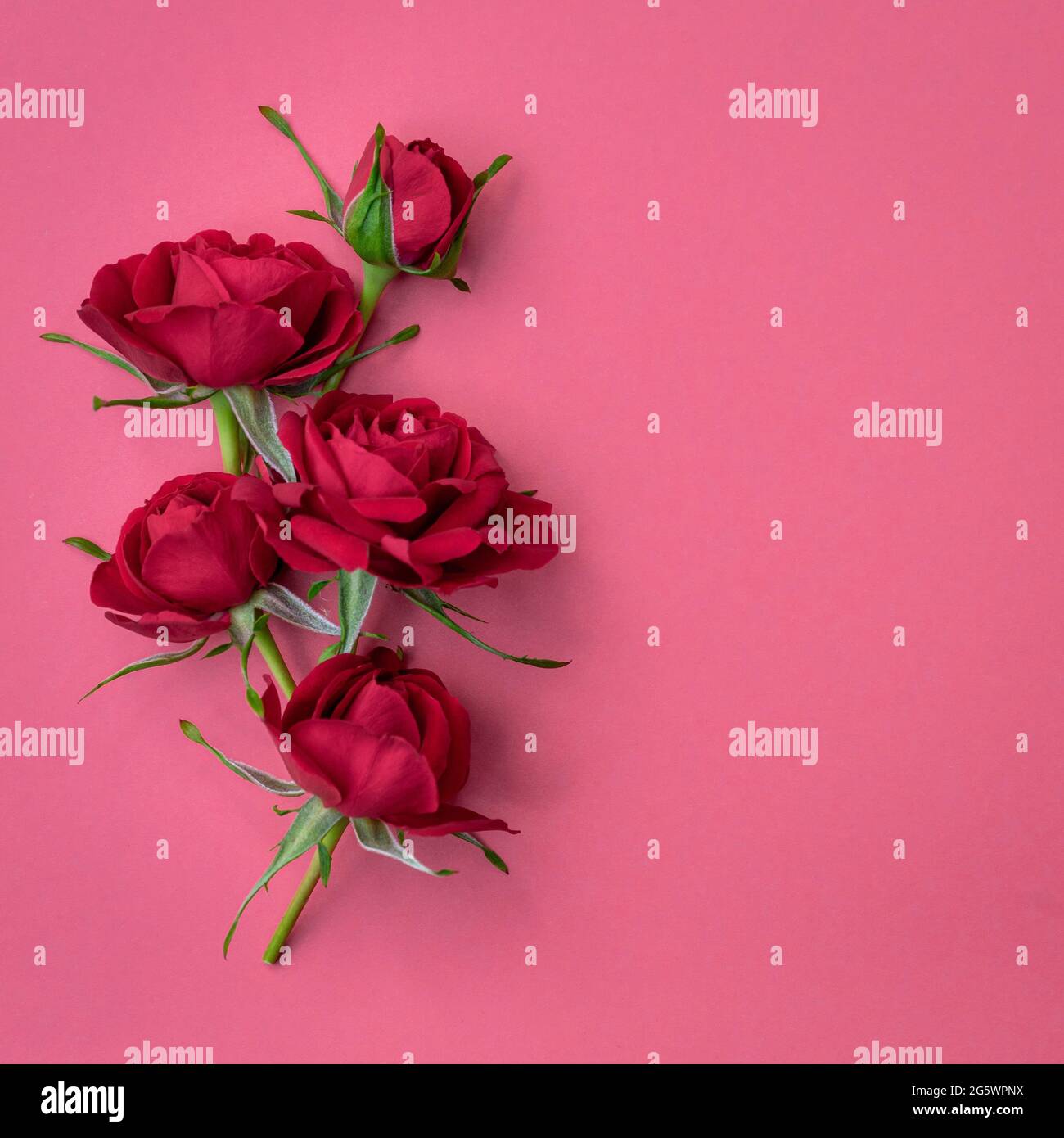 Bright red roses on a pink background. Postcard with place for design ...