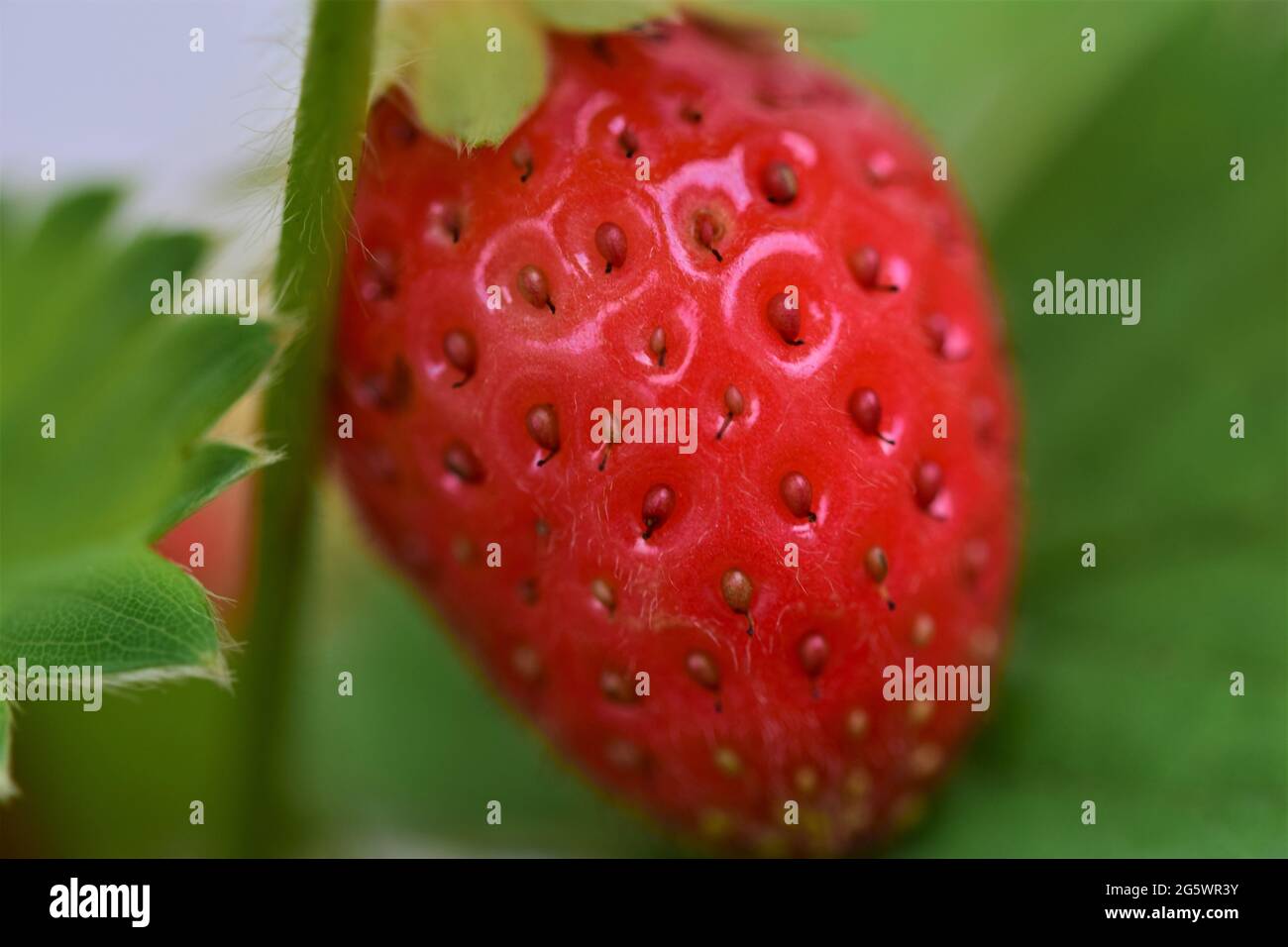 Red leaf stem hi-res stock photography and images - Alamy