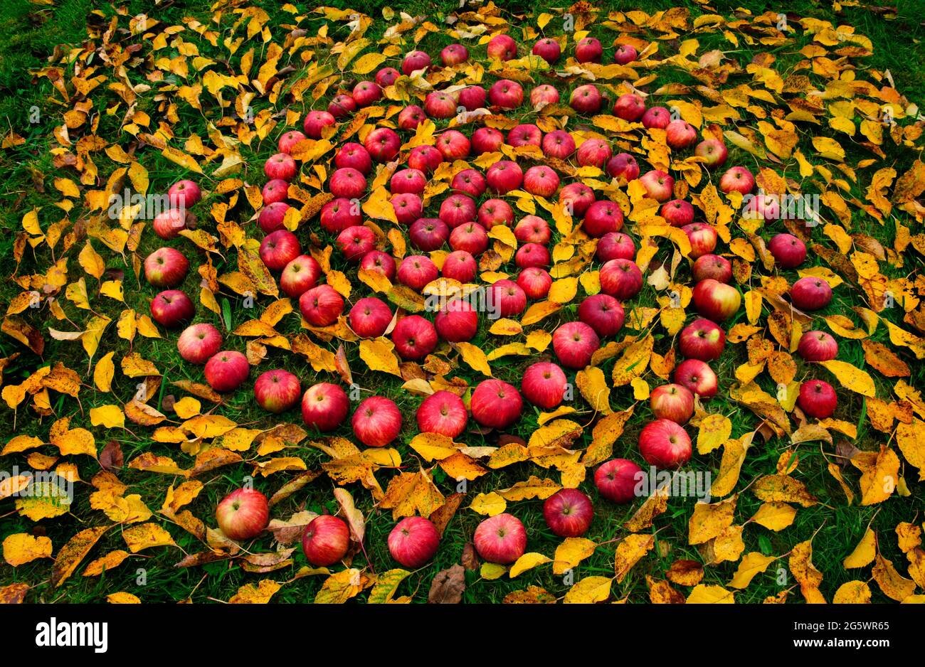 Four armed spiral of windfall apples and leaves on grass. Heritage ...