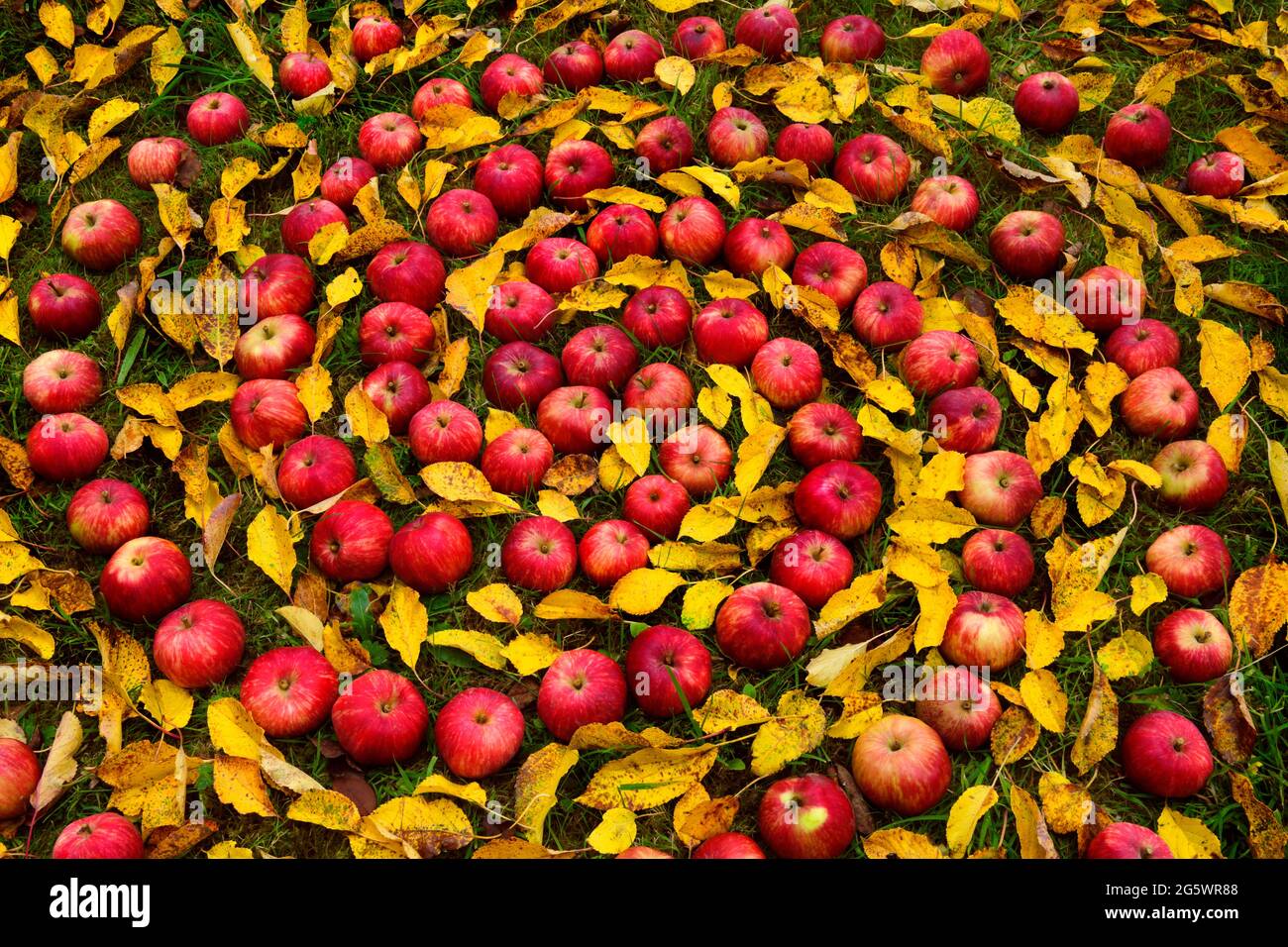 Four armed spiral of windfall apples and leaves on grass. Heritage ...