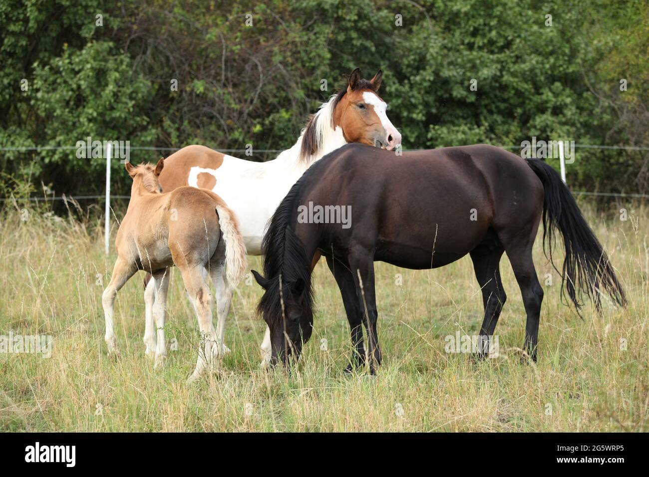 Amazing batch of horses moving on pasturage Stock Photo - Alamy