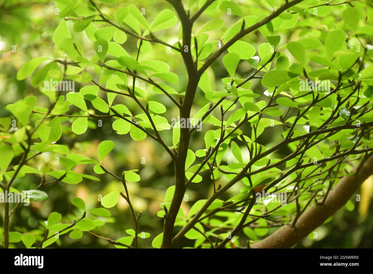 Greeen tree hi-res stock photography and images - Alamy