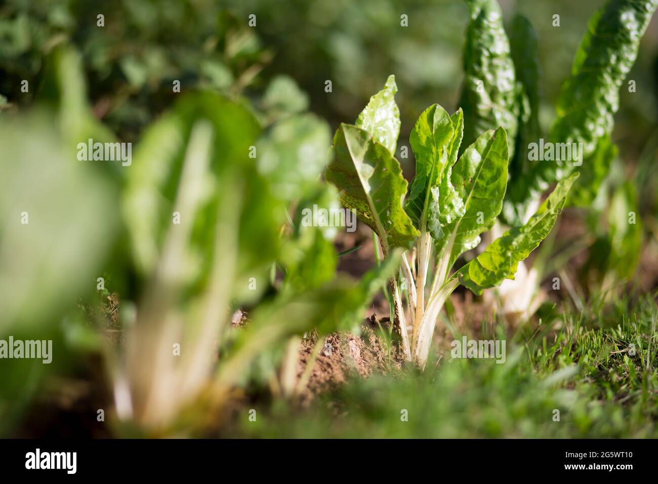 Green chard hi-res stock photography and images - Alamy