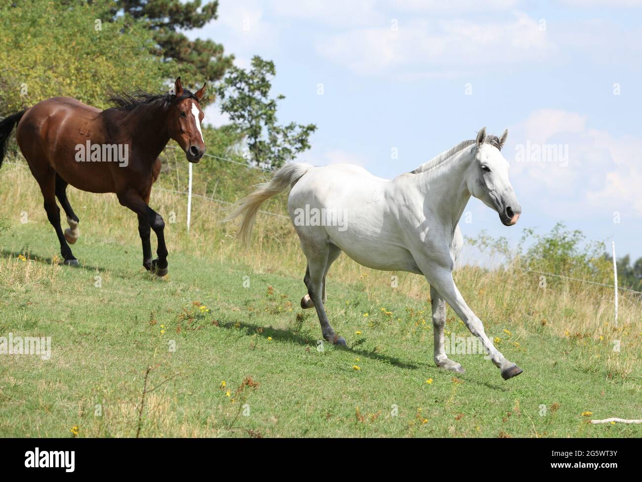 Amazing batch of horses moving on pasturage Stock Photo - Alamy