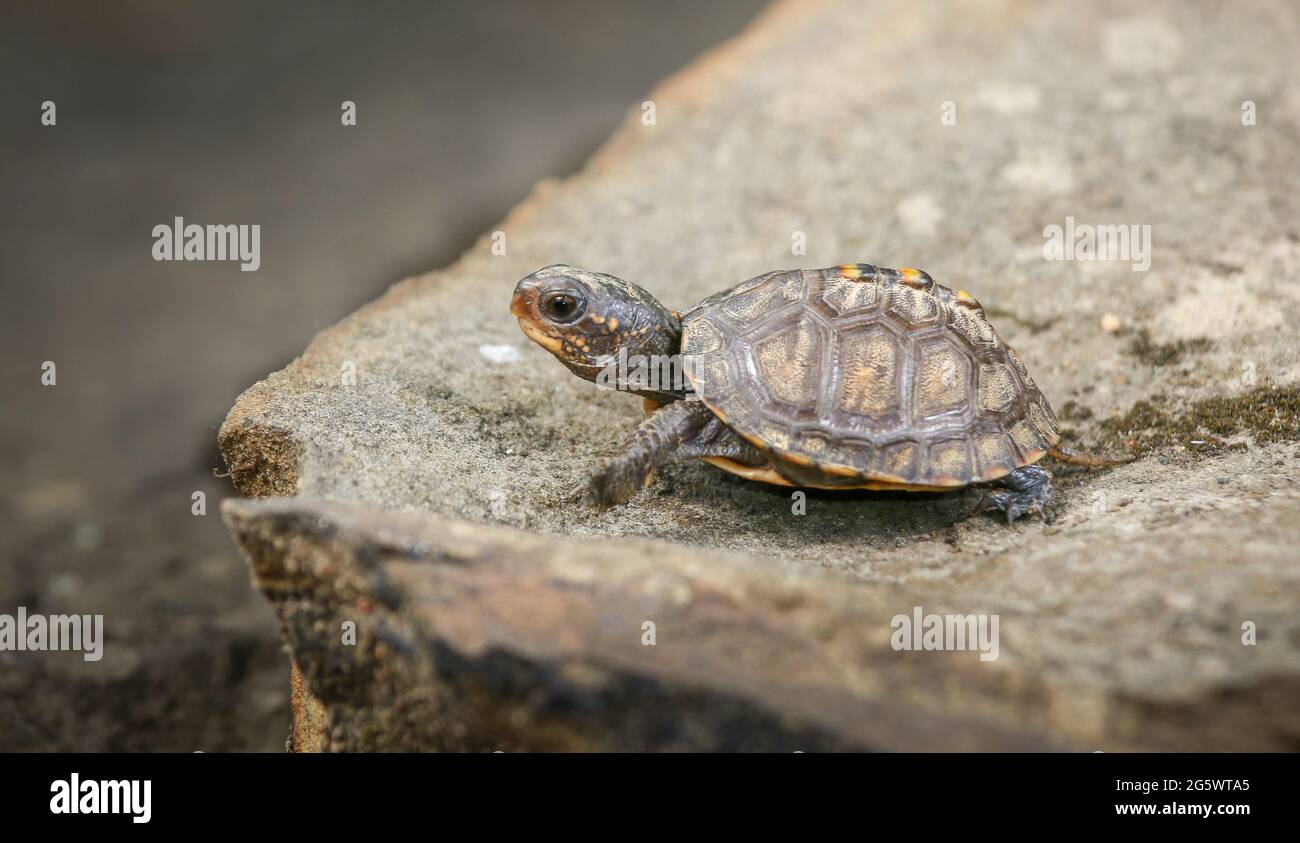 tiny baby woodland box turtle (Terrapene carolina) crawling on a rock ...