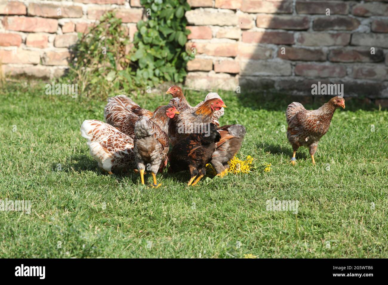 Nice hen moving in the garden in summer Stock Photo - Alamy