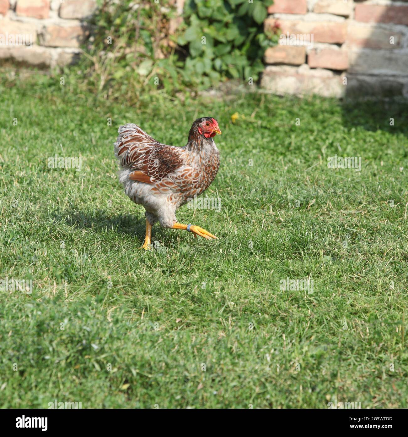 Nice hen moving in the garden in summer Stock Photo - Alamy