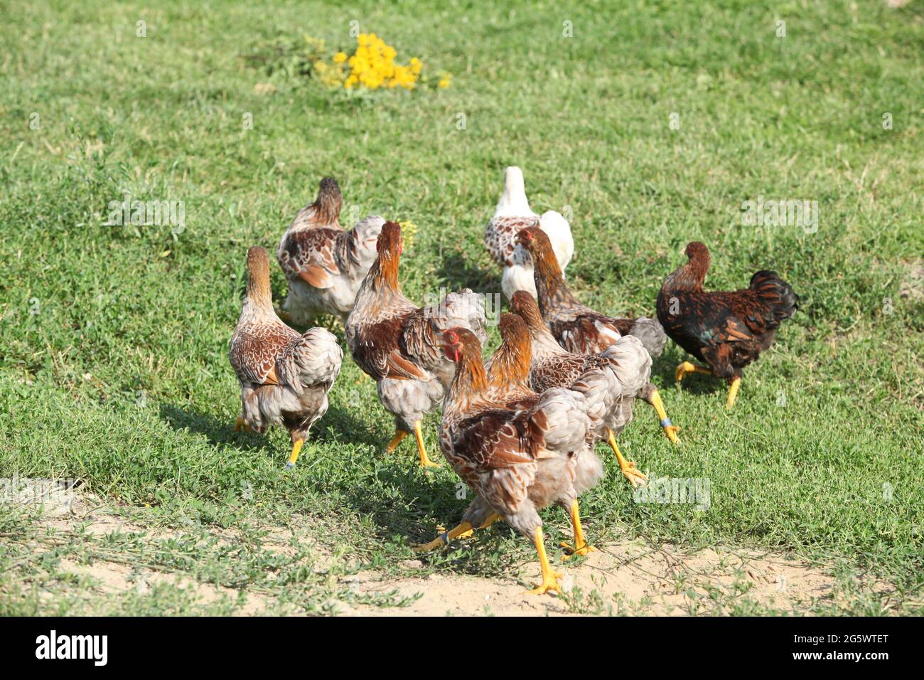 Nice hen moving in the garden in summer Stock Photo - Alamy