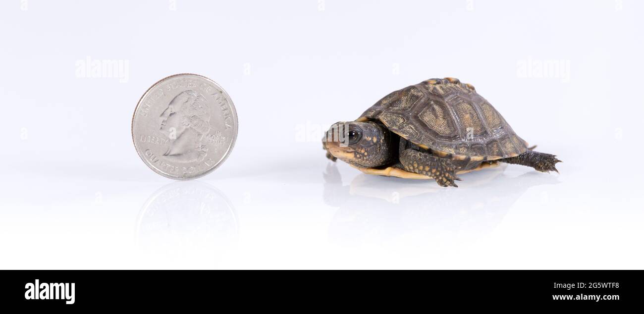 Baby woodland box turtle (Terrapene carolina) Isolated on white ...
