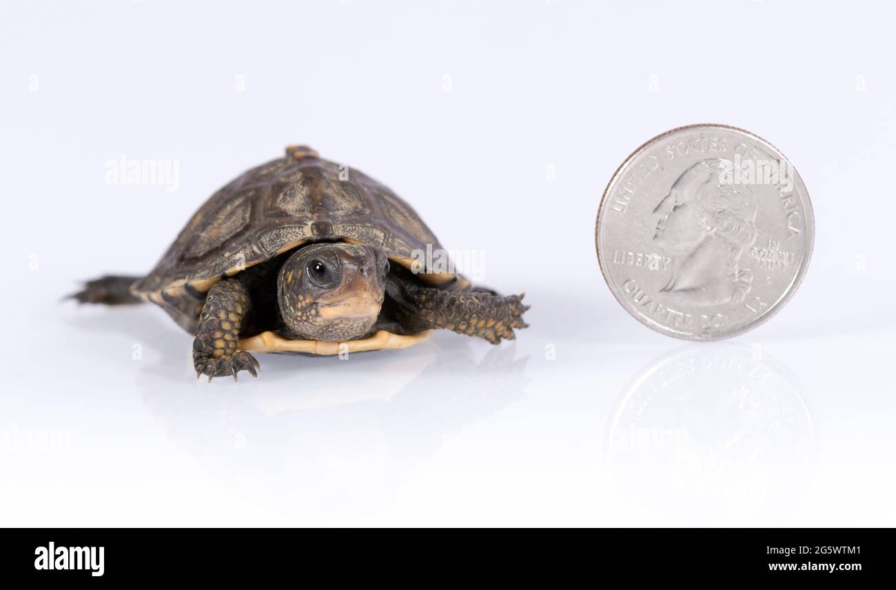 Baby woodland box turtle (Terrapene carolina) Isolated on white ...
