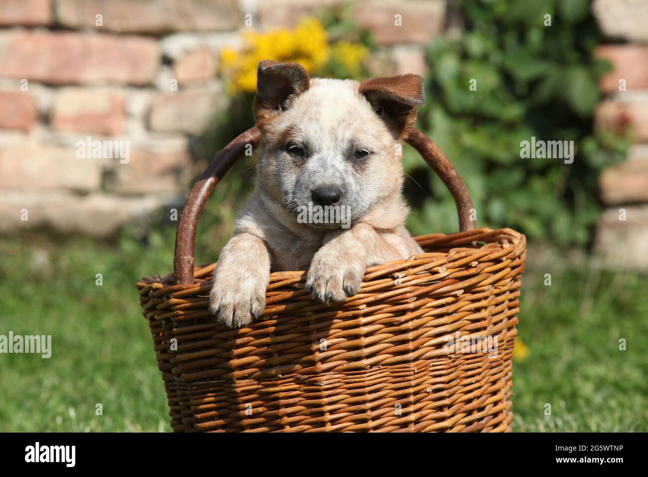 Nice australian cattle dog hi-res stock photography and images - Alamy