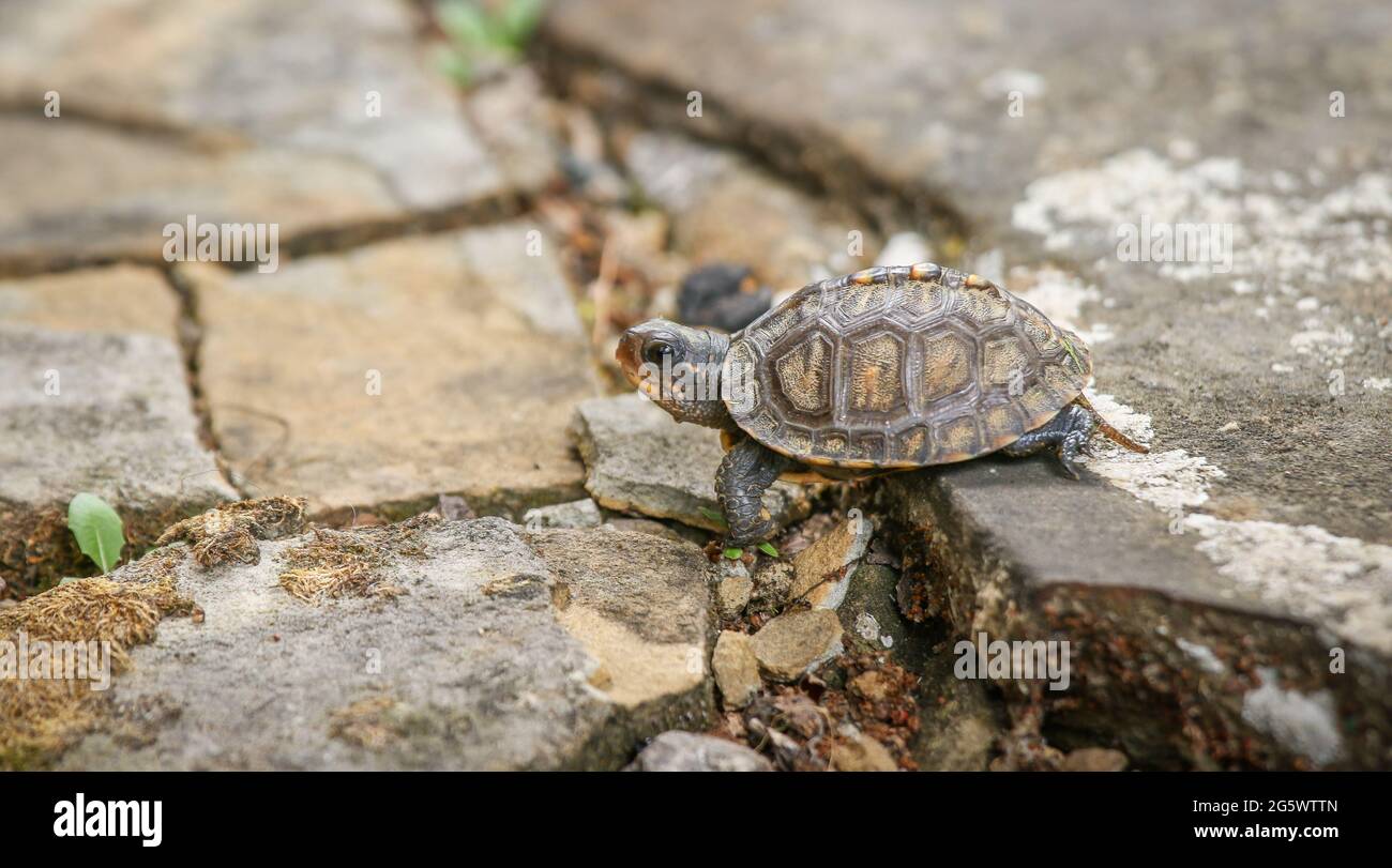 tiny baby woodland box turtle (Terrapene carolina) crawling on a rock ...