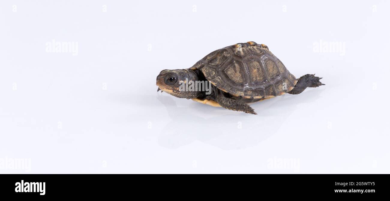 Baby woodland box turtle (Terrapene carolina) Isolated on white ...