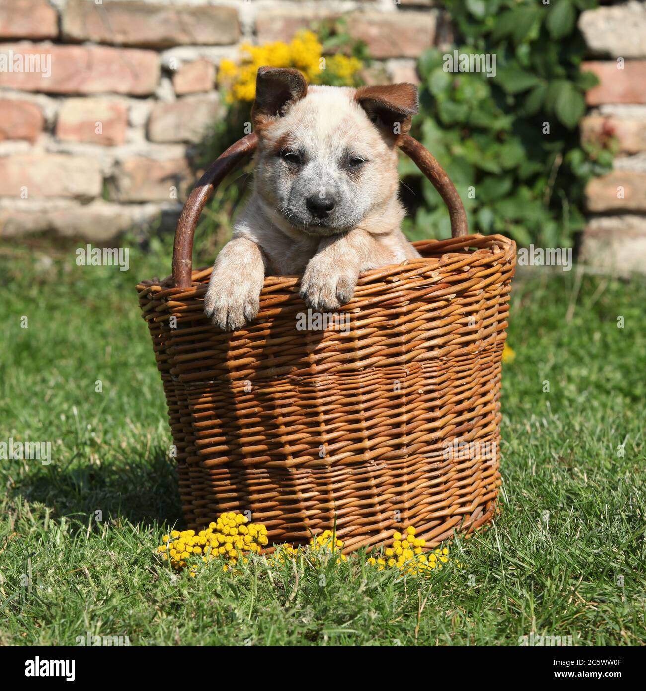 Nice puppy of Australian Cattle Dog in brown basket, outside Stock ...