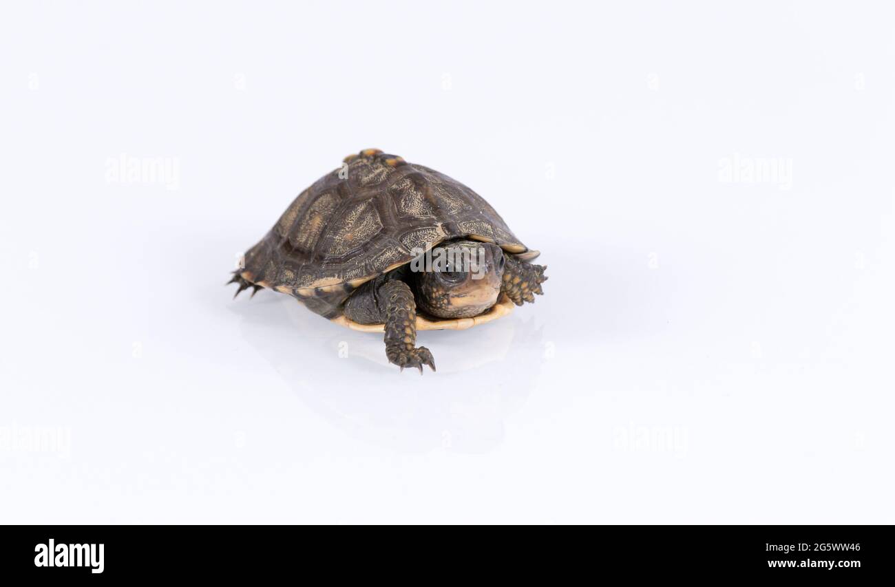 Baby woodland box turtle (Terrapene carolina) Isolated on white ...
