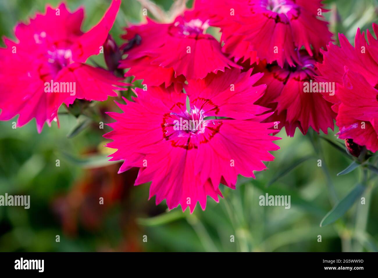 Carnation map hi-res stock photography and images - Alamy