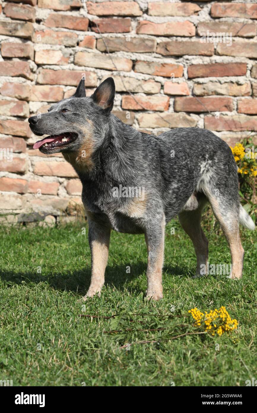 Australian Cattle Dog with flowers in front of the wall Stock Photo - Alamy