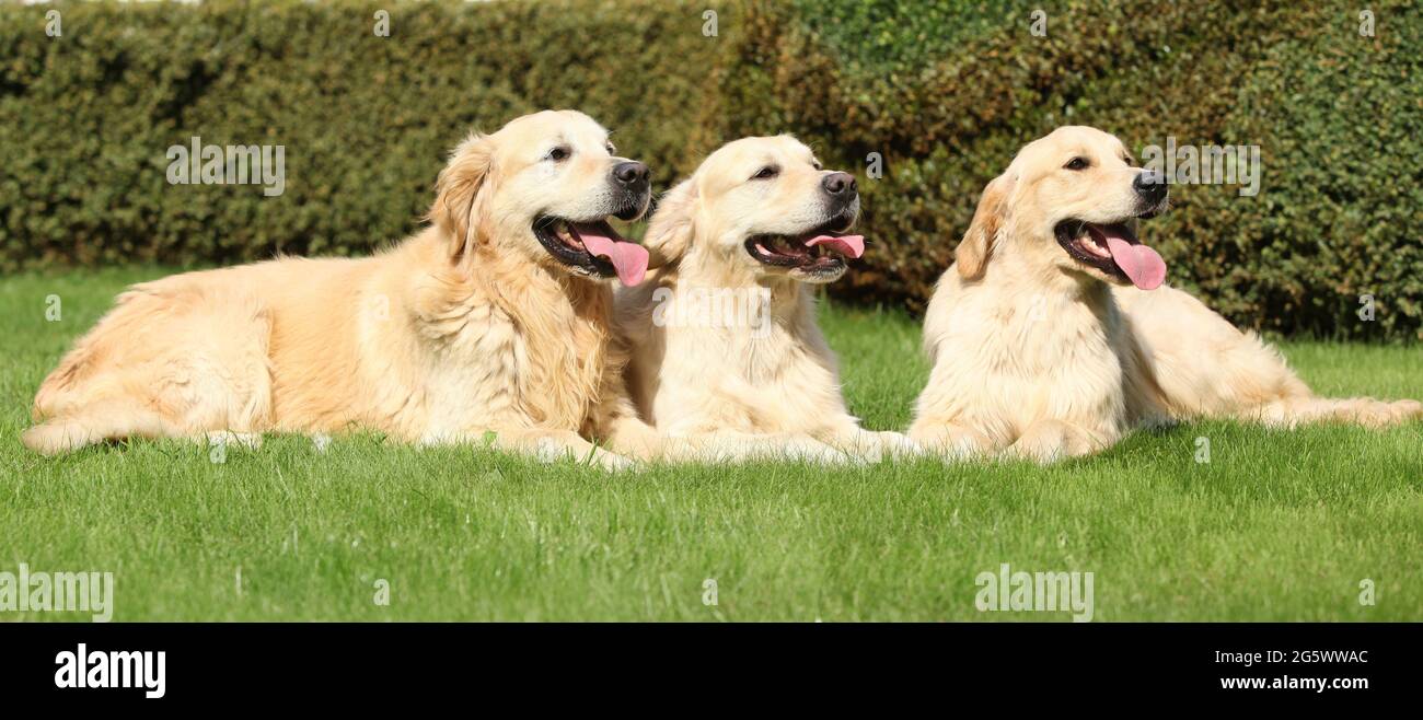 Nice golden retrievers lying together in the garden Stock Photo - Alamy
