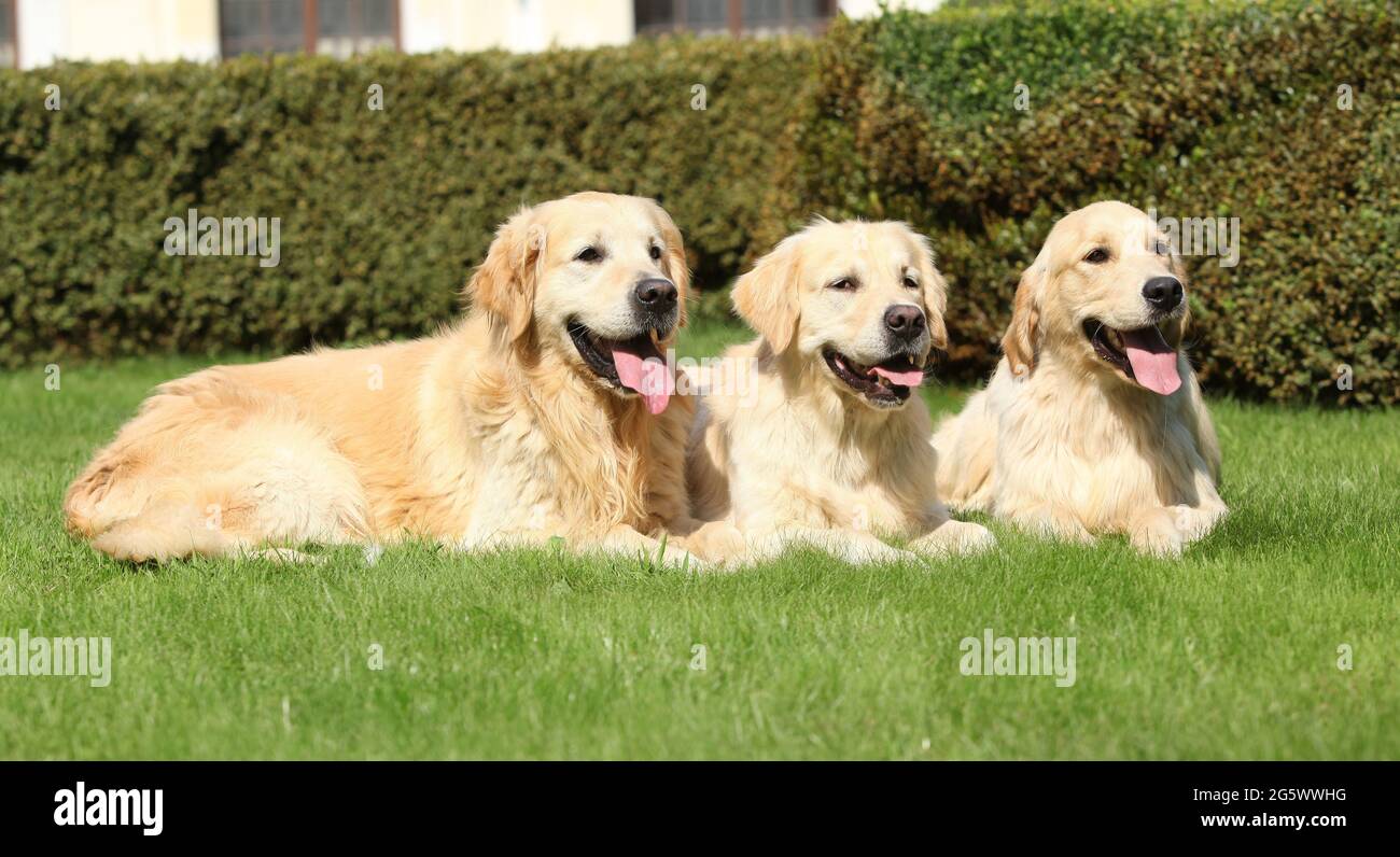Nice golden retrievers lying together in the garden Stock Photo - Alamy