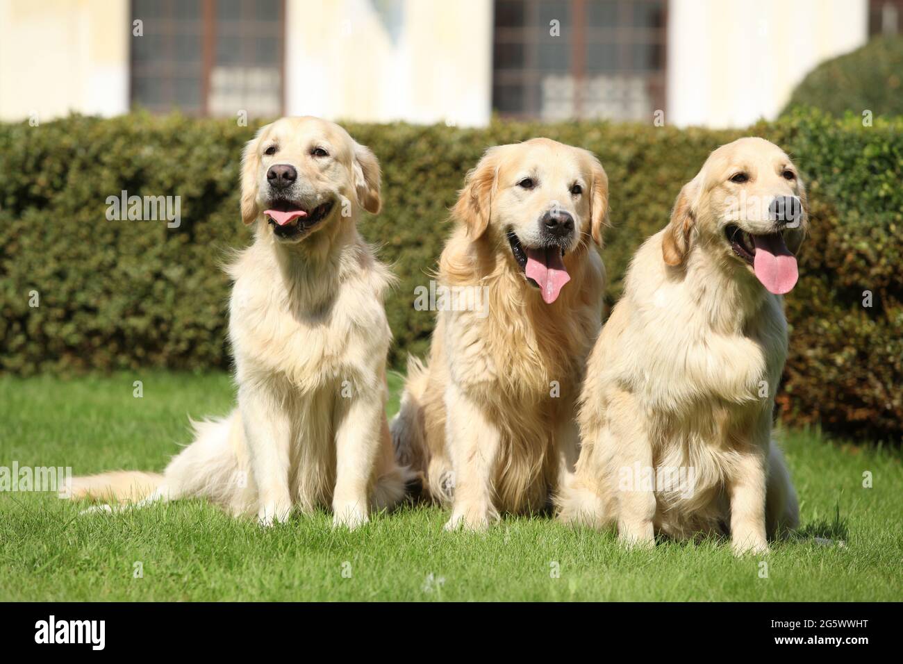 Three golden retrievers hi-res stock photography and images - Alamy