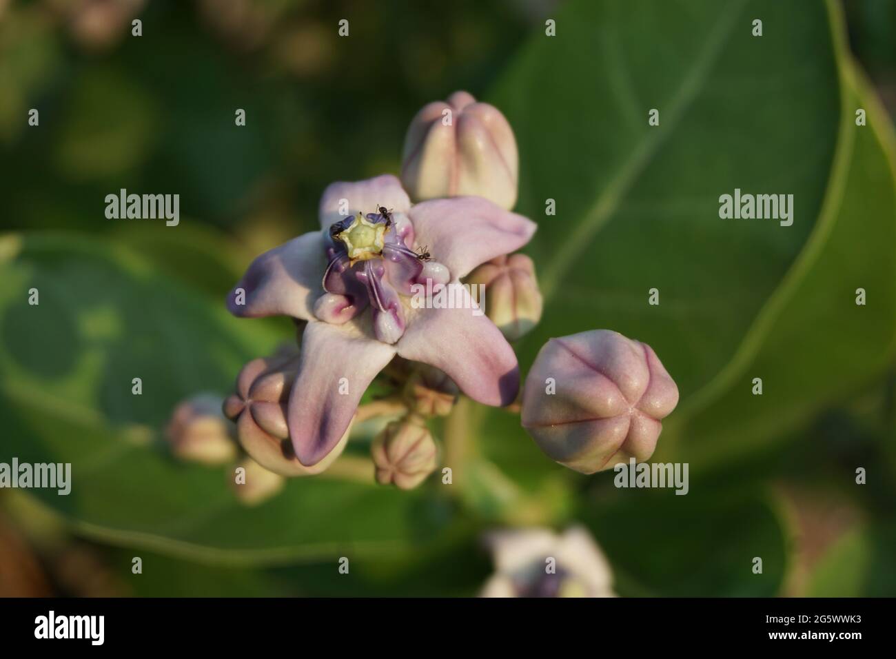 Calotropis gigantea (Giant calotrope, Biduri, crown flower) with a ...