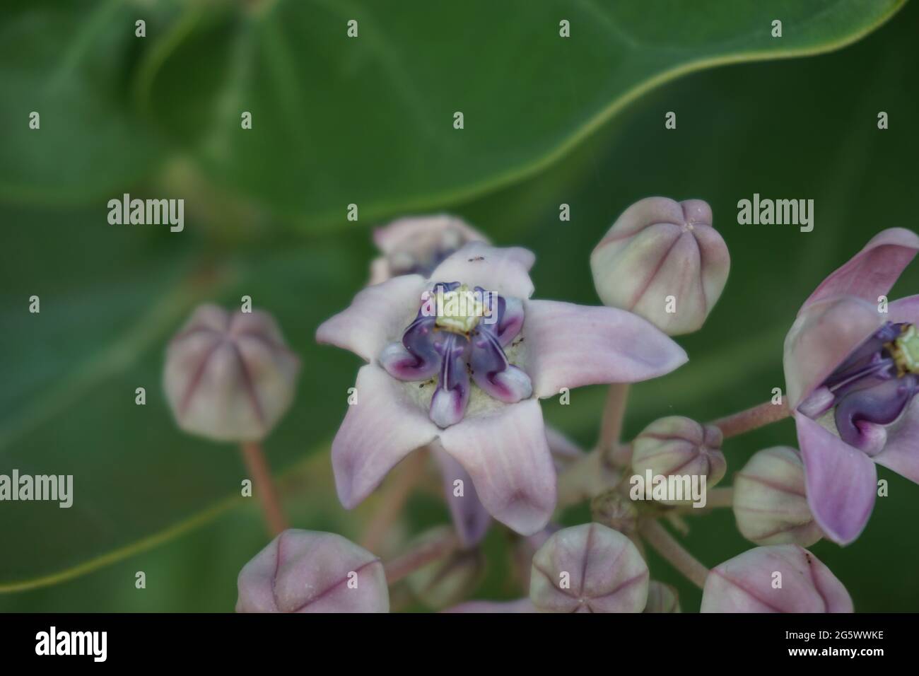 Calotropis gigantea (Giant calotrope, Biduri, crown flower) with a ...