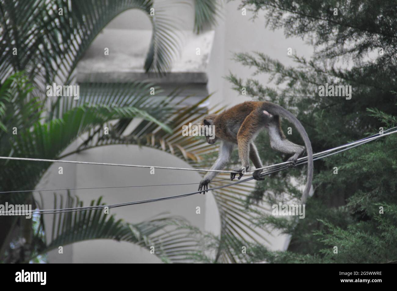 Toque macaque monkey in Kandy, Sri Lanka Stock Photo - Alamy