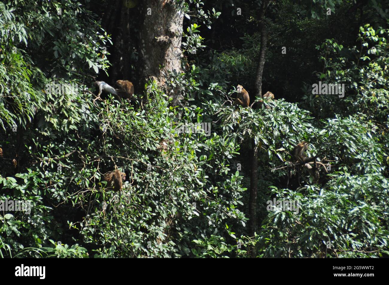 Monkeys in the jungle near Kandy, Sri Lanka Stock Photo - Alamy