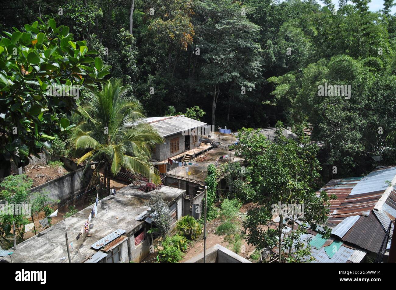 Monkeys in the jungle near Kandy, Sri Lanka Stock Photo - Alamy