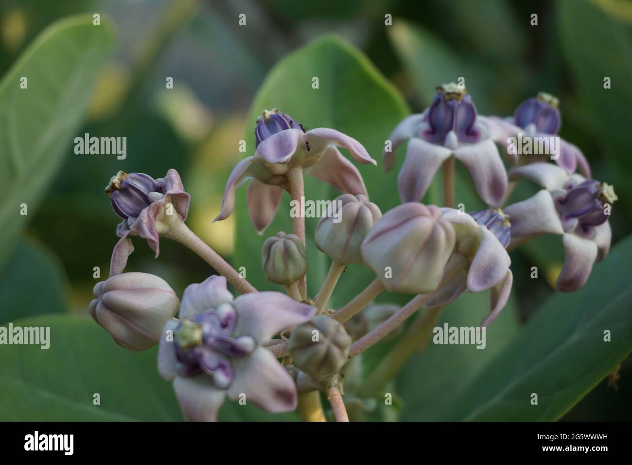 Calotropis gigantea (Giant calotrope, Biduri, crown flower) with a ...