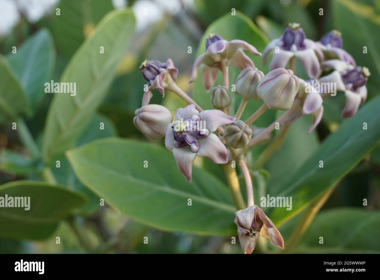 Calotropis gigantea (Giant calotrope, Biduri, crown flower) with a ...