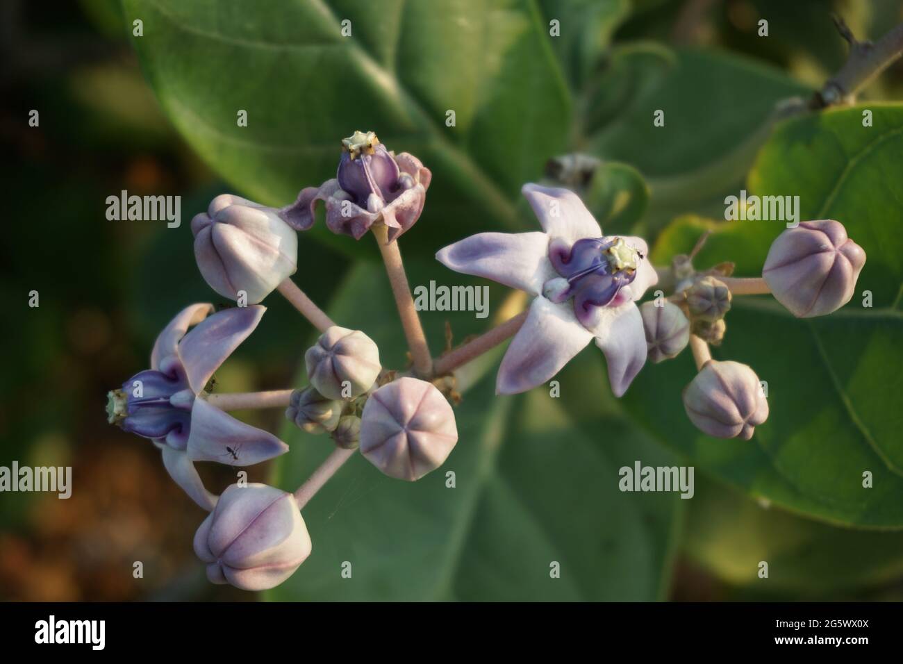Calotropis gigantea (Giant calotrope, Biduri, crown flower) with a ...