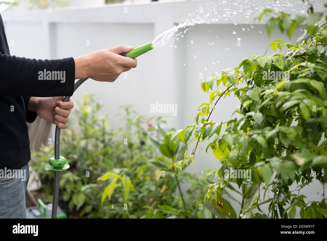 Hand garden hose watering trees hi-res stock photography and images - Alamy