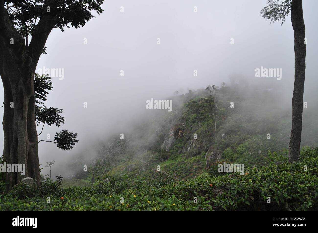 Lipton tea estate ceylon hi-res stock photography and images - Alamy