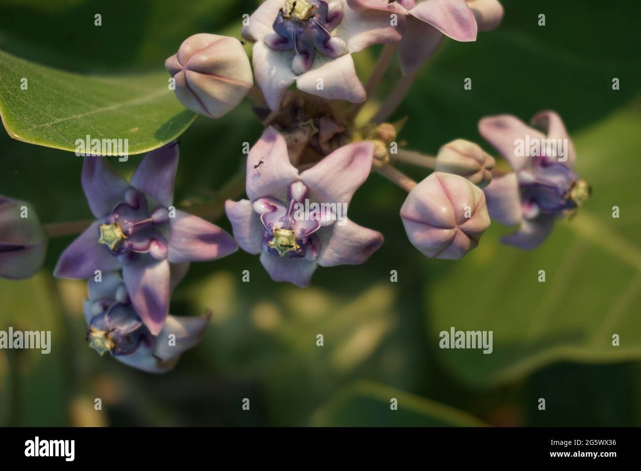Calotropis gigantea (Giant calotrope, Biduri, crown flower) with a ...