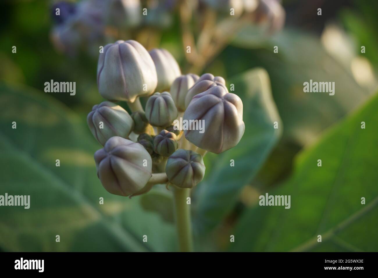 Calotropis gigantea (Giant calotrope, Biduri, crown flower) with a ...