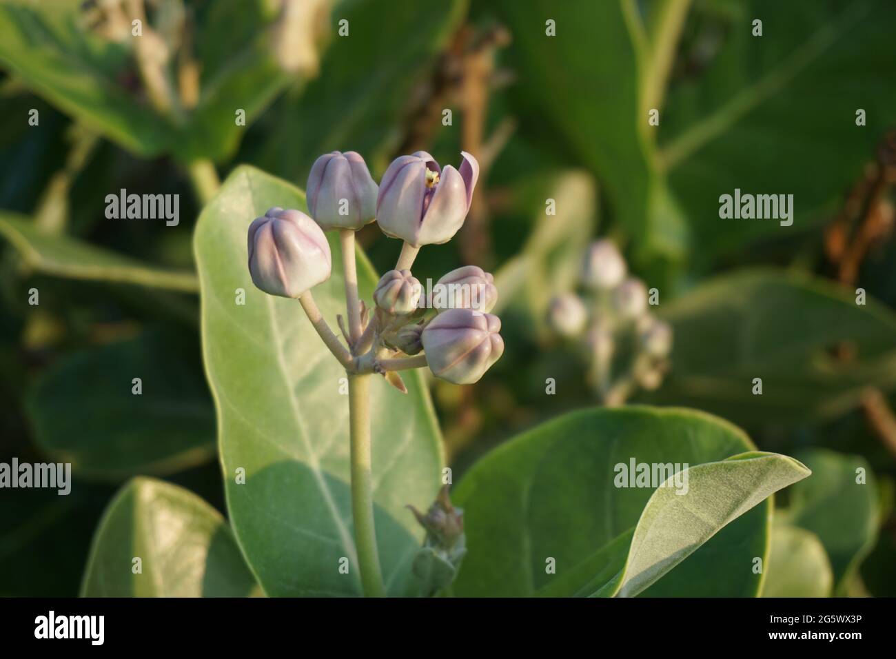 Calotropis gigantea (Giant calotrope, Biduri, crown flower) with a ...