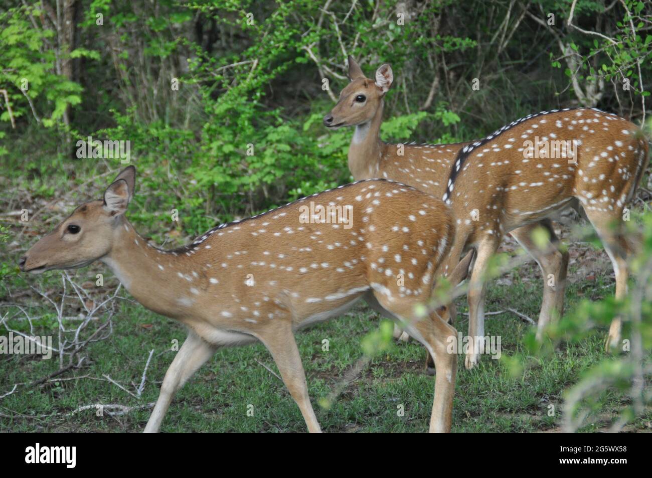 A group of deers in Yala National Park, Sri Lanka Stock Photo - Alamy