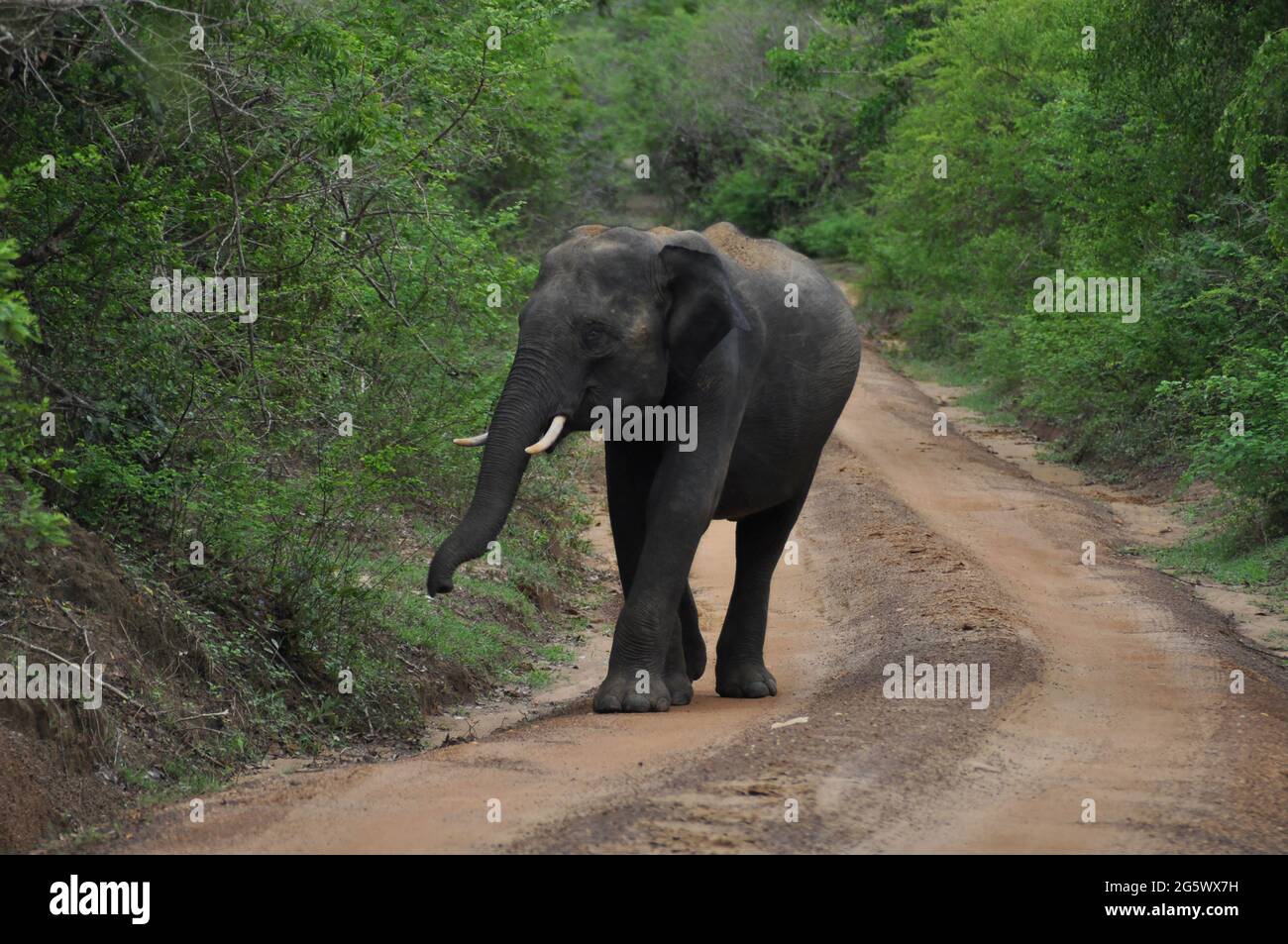 Elephant in Yala National Park, Sri Lanka Stock Photo - Alamy