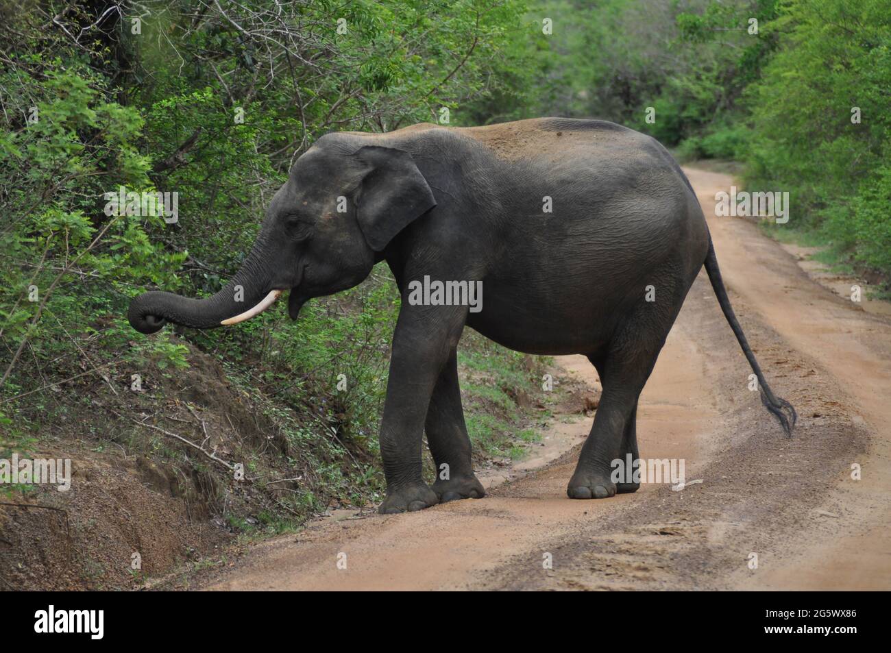 Elephant in Yala National Park, Sri Lanka Stock Photo - Alamy