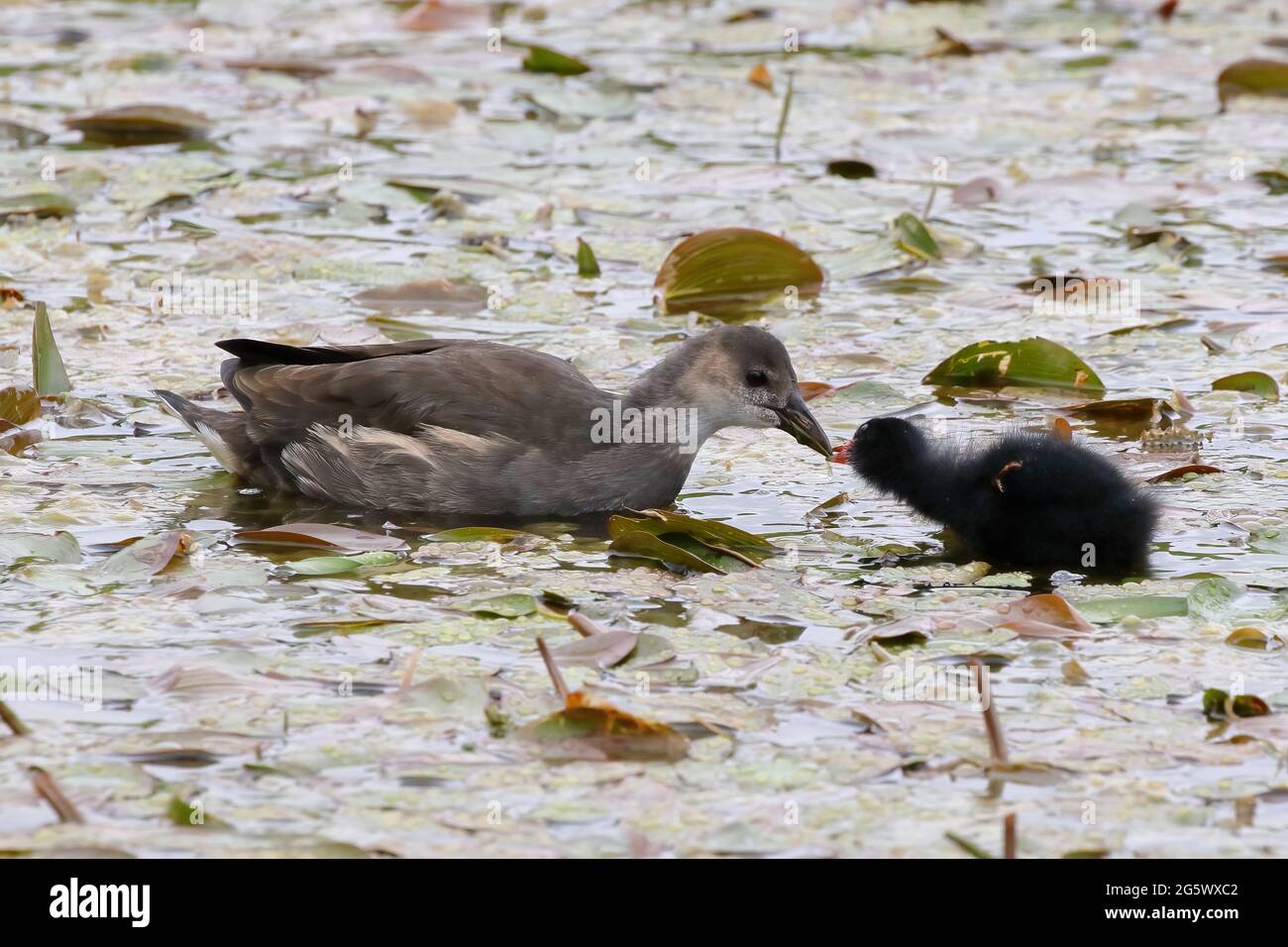 A juvenile Moorhen (Gallinula Chloropus) feeding a younger sibling ...