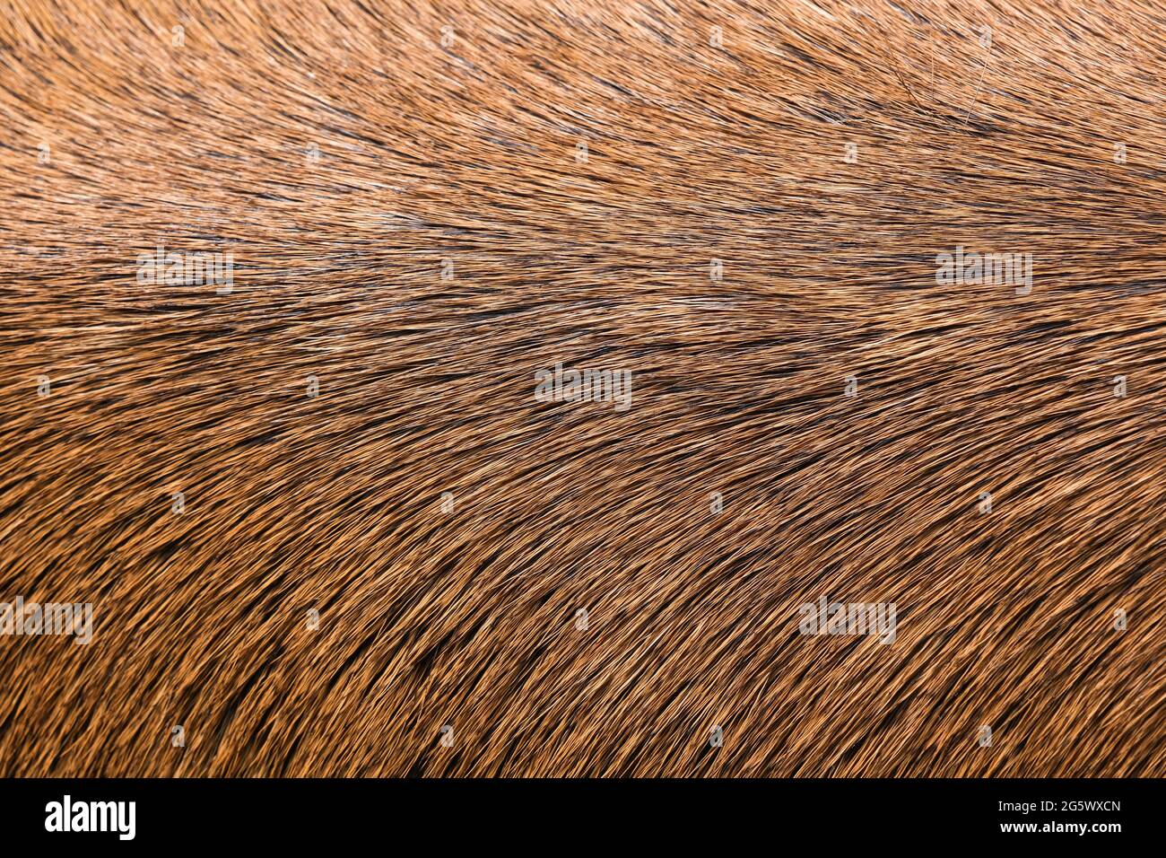 Deer Fur Pattern