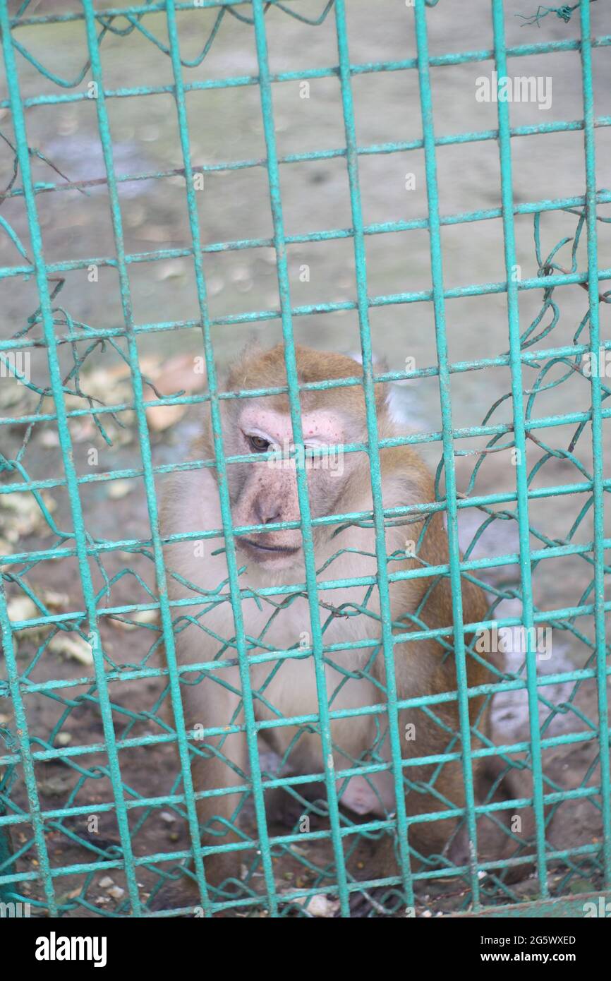 Russian zoo monkeys in cages hi-res stock photography and images - Alamy