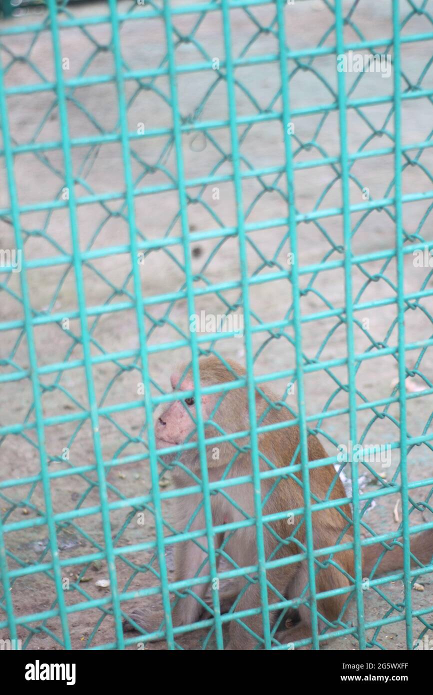 The beautiful monkey in the zoo Stock Photo - Alamy