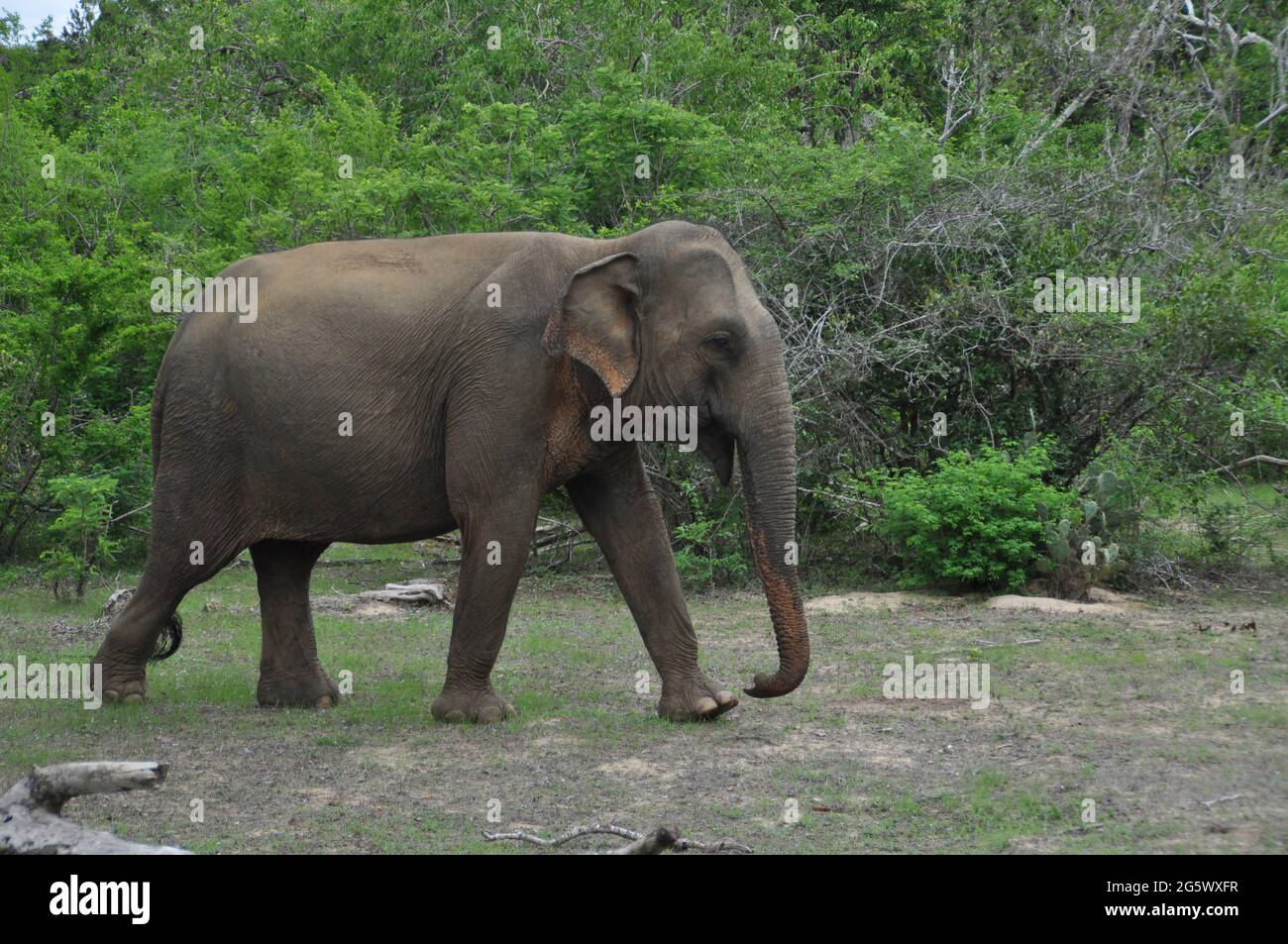 Elephant in Yala National Park, Sri Lanka Stock Photo - Alamy