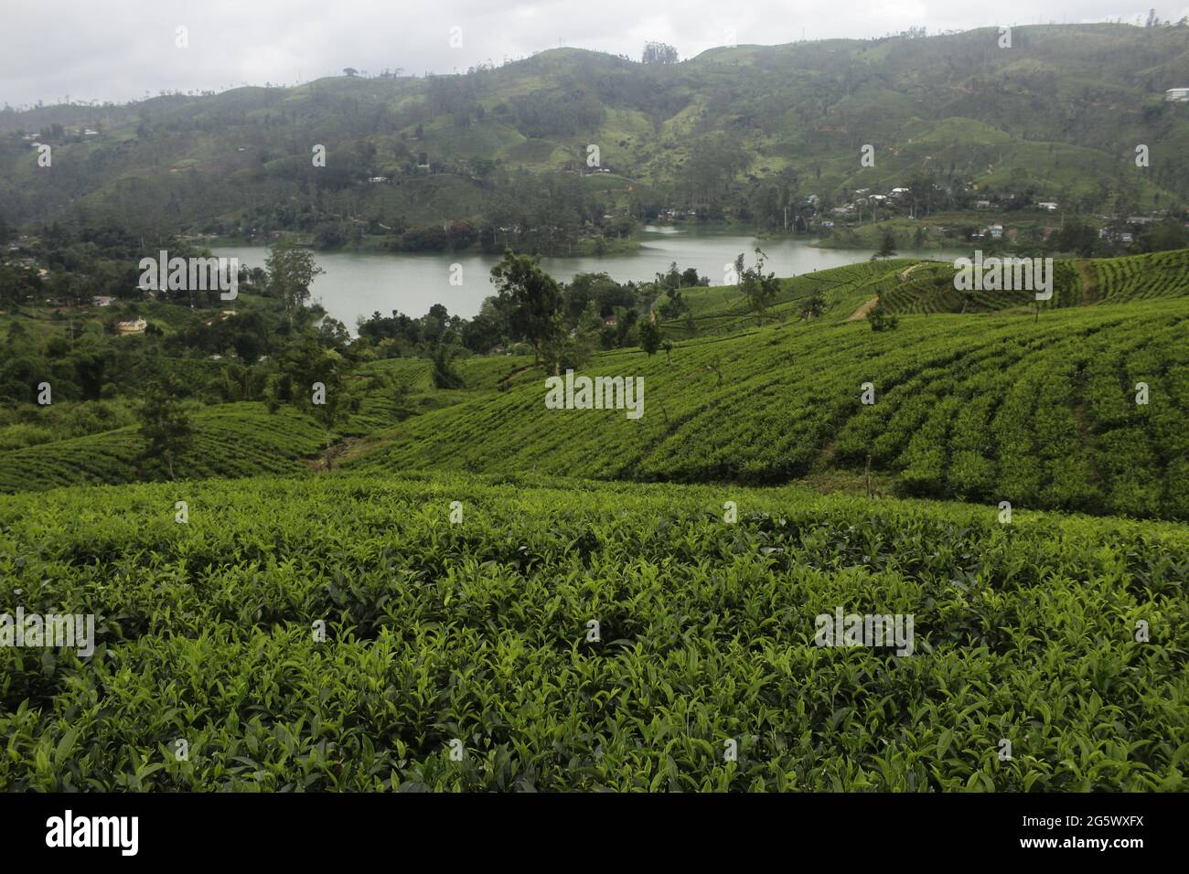 Dunkeld tea plantation Hatton Sri Lanka Stock Photo - Alamy