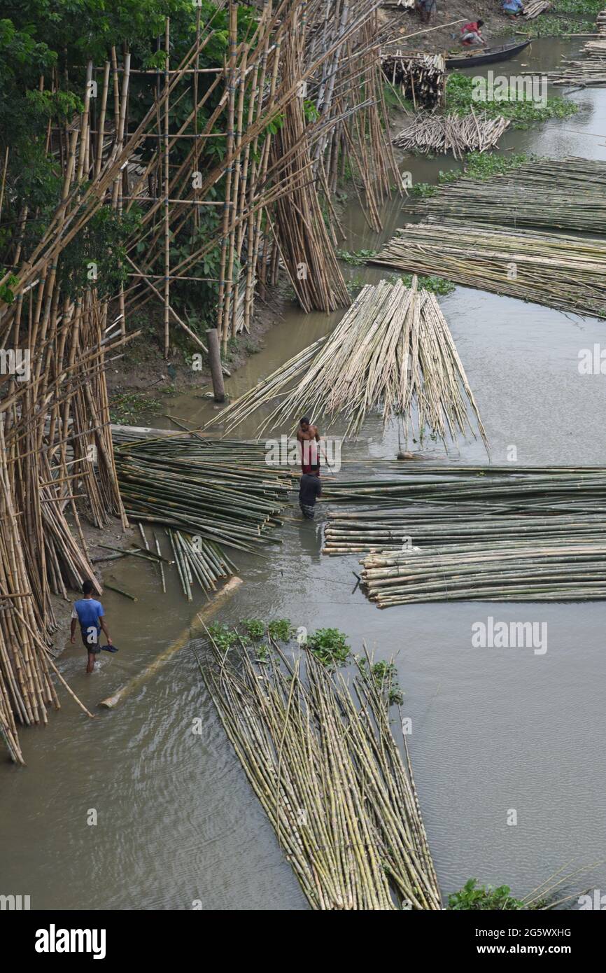 Bamboo sticks are seen on a Bamboo market in Bangladesh, on 30 June ...