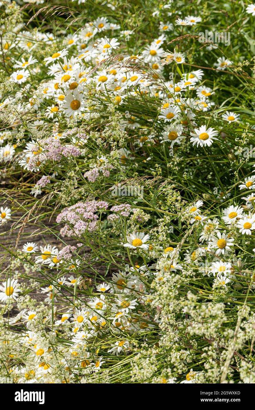 Daisy daisies roadside hi-res stock photography and images - Alamy
